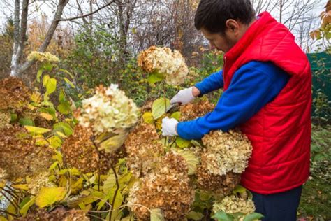 Pruning Big Leaf Hydrangea Uk