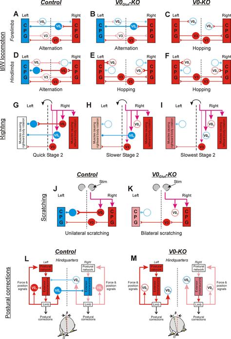 Diagrams Depicting The Changes In Network Configurations As Inferred Download Scientific