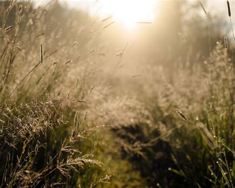 Wallpaper Morning Sunlight Grass 1920x1200 Picture Image