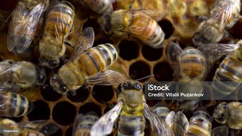 벌집에있는 꿀벌은 꿀을 만듭니다 꿀벌 떼는 꿀을 일로 바쁘게 만듭니다 농장에서 자란 꿀벌 매크로 촬영 금색에 대한 스톡 사진 및 기타 이미지 Istock