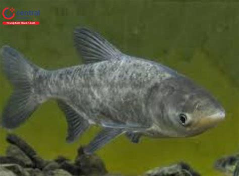 Cá Mè Aristichthys Nobilis Richardson Bổ Não Nhuận Phế