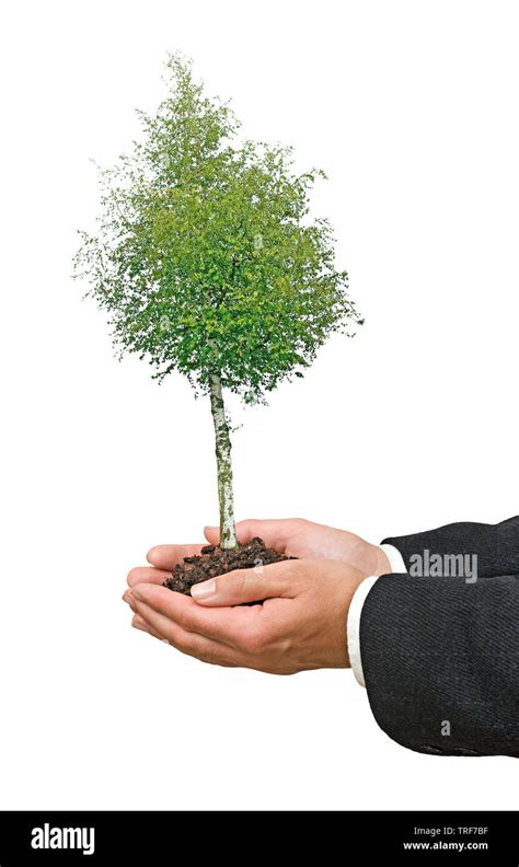Tree In Hands Stock Photo Alamy