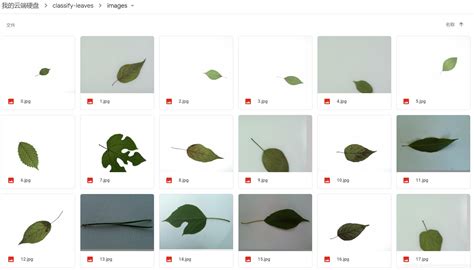 【kaggle竞赛树叶分类baseline】上万片树叶分为一百七十六类 树叶数据集 csdn博客