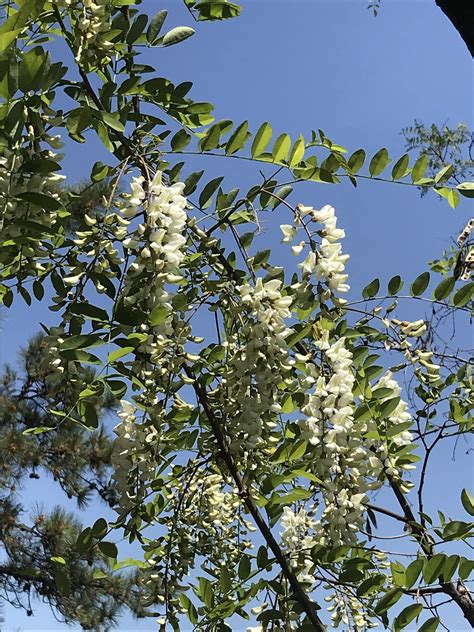 국립생태원 습지센터 언제나 좋은 제주입니다 제주 동백동산은 크고 작은 습지가 곳곳에 보석처럼 숨겨져 있습니다 이곳 습지에서 살아가는 남방개 점개구리밥 송이고랭이