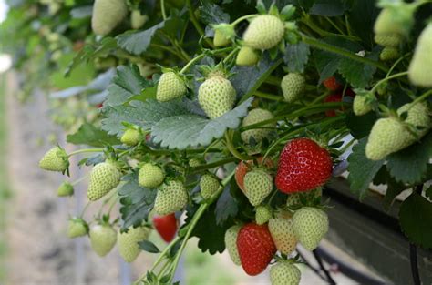 딸기 식물이 닫힙니다 가지에 빨간색과 녹색 딸기 에코 농장 선택적 초점 영국의 첨단 기술 농업이있는 온실의 딸기 수경 재배 선반 시스템을 갖춘 농업 온실 건강한 식생활에