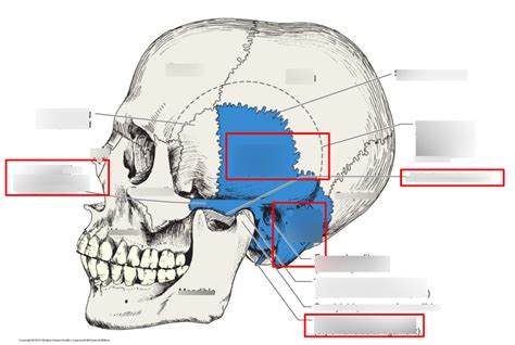Temporal Bone Lateral View Diagram Quizlet
