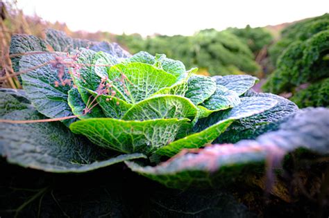 화려한 보케와 흐릿한 자연 배경의 프론에 비 산업 유기 정원에서 사보이 양배추 식물 0명에 대한 스톡 사진 및 기타 이미지 0명 건강한 생활방식 녹색 Istock