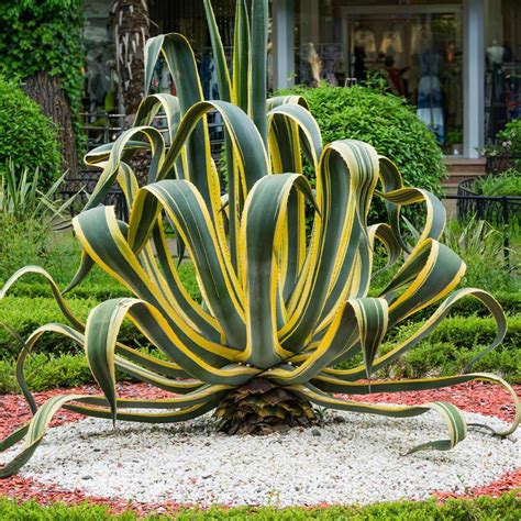 Agave Americana Variegata Marginata Live Serpent Century Plant Rare