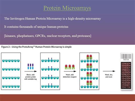 Microarray Technology Ppt Video Online Download