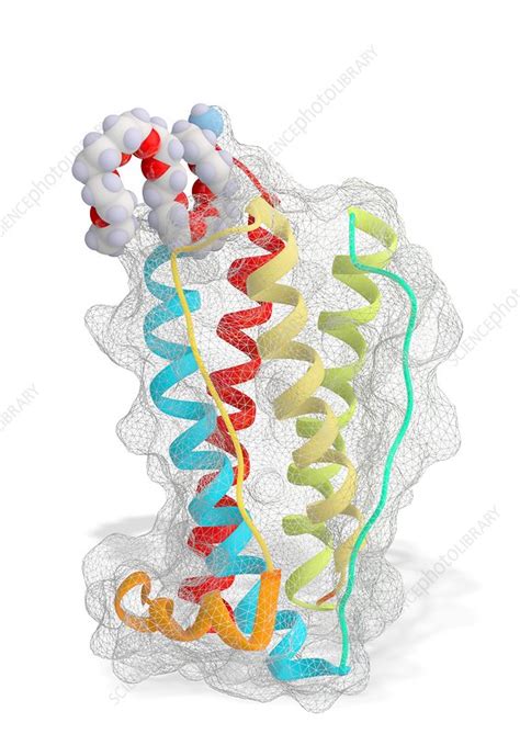 Granulocyte Colony Stimulating Factor Molecular Model Stock Image C0490725 Science Photo