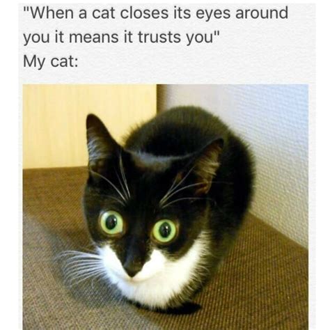 100 Funniest Cat Memes Ever Especially If You Love Cats