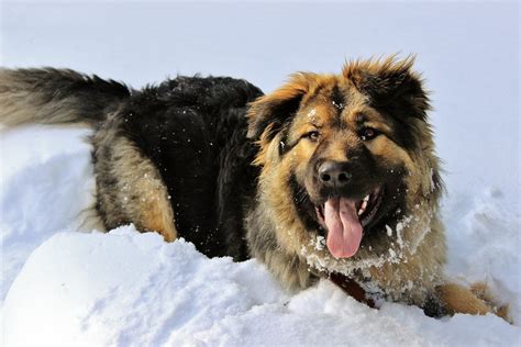 Любимая собака Ксения Загайнова Социальная сеть ФотоКто