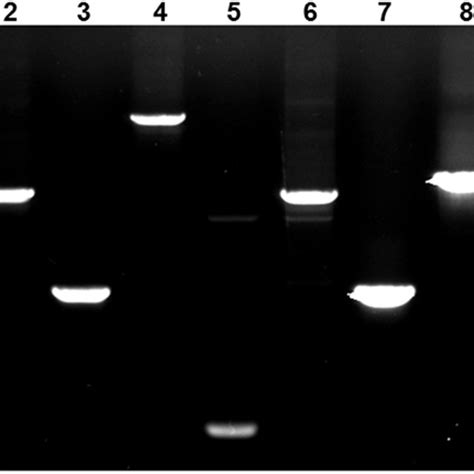 Growth Curve Of The Wild Type S Aureus Strain And Its Derivative Msr