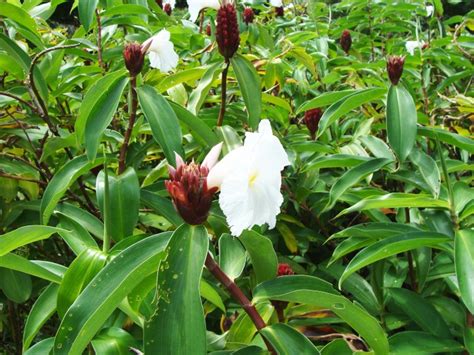 Cây Cát Lồi Đặc điểm Tác Dụng Cách Dùng Và Cách Trồng