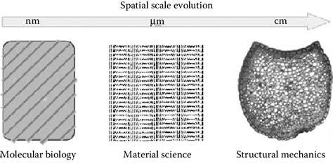 1 Schematic Of Spatial Length Scale Evolution And Corresponding