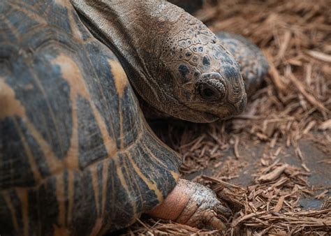 The Most Unique Turtle Shell Patterns Found In Nature Reptilekingz