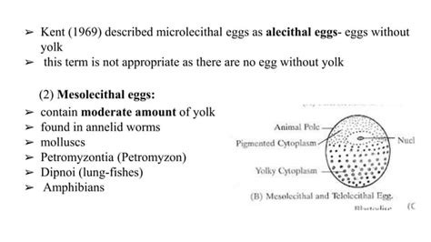 Amount And Distribution Of Yolk And Types Of Egg Pptx