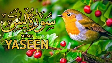Surah Yaseen Yasin Episode 05 Recitation Heart Touching Recitation