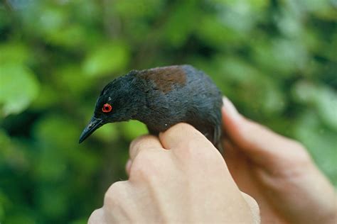 Spotless Crake The Wetland Indicator Conservation Blog