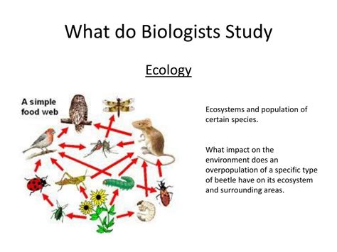 Ppt Introduction To Biology Powerpoint Presentation Free Download
