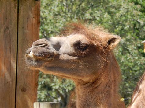 Bactrian Camel 100722 Zoochat