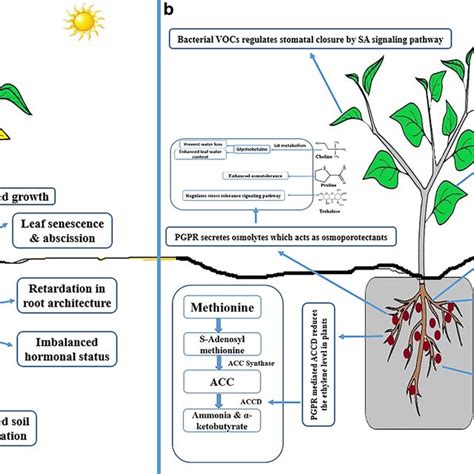 Schematic Representation A Drought Impact On Crop Plants B Pgpr Download Scientific Diagram