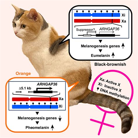 Scientists Use Rna Seq To Track Down Mutation That Makes Orange Cats Orange Rna Seq Blog