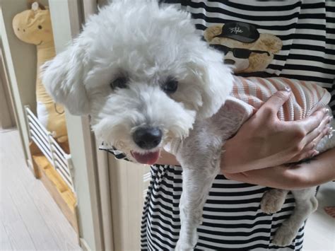 하니네 홈케어 후기 브리티쉬숏헤어분양 토이푸들분양 애완견분양 폼피츠분양 유기묘무료분양 말티푸분양 강남고양이분양 말티즈분양 강아지입양 고양이입양 도그마루 입양케어센터