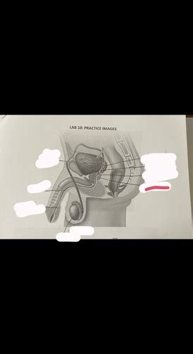 Reproductive System Lab Flashcards Quizlet