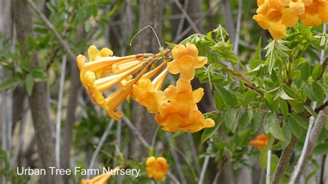 Tecoma Stans Orange Jubilee Urban Tree Farm Nursery