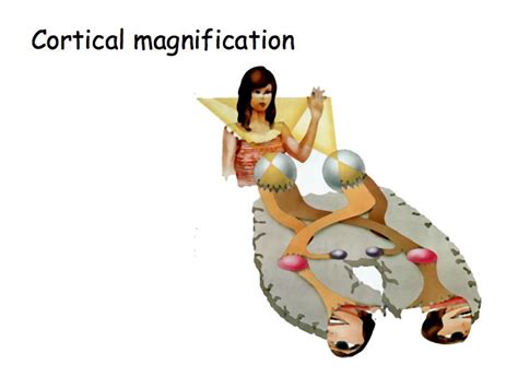 Perception Lecture Notes Lgn And V1