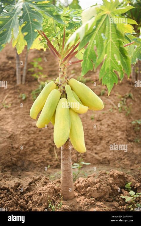Green Papaya Fruits Growing Hang On The Papaya Tree With Sunlight In