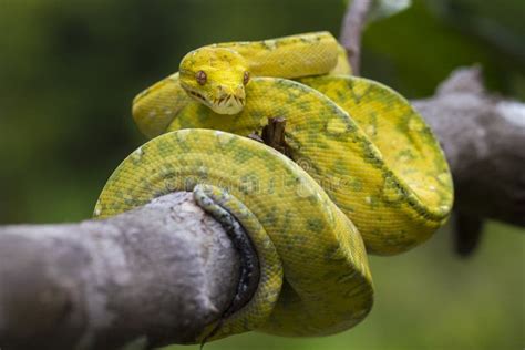 Green Tree Python Morelia Viridis On Tree Branch Yellow Color Skin