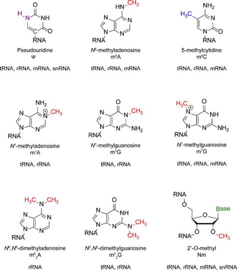 Nucleic Acid Modifications In Regulation Of Gene Expression Pmc