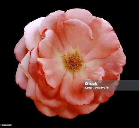 클리핑 경로가있는 검은 색 고립 된 배경에 빨간 로즈힙 꽃 근접 촬영 자연 0명에 대한 스톡 사진 및 기타 이미지 0명 갈색 개화기 Istock