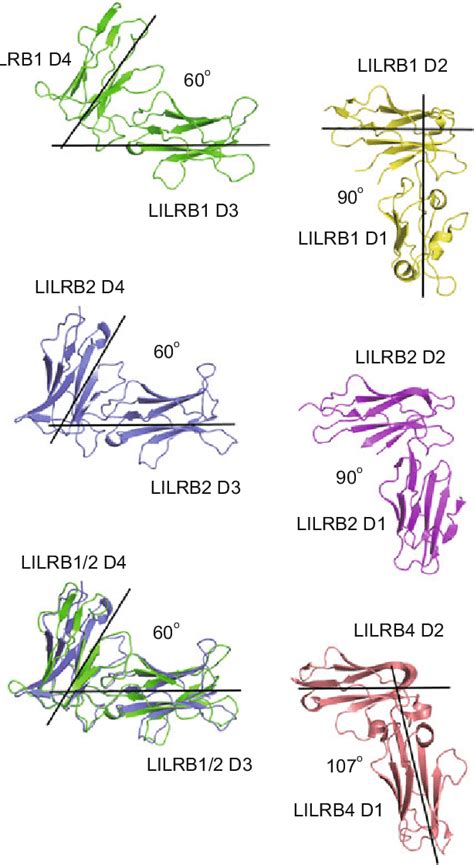 Comparison Of The Inter Domain Angles Of Lilrb1d3d4 And Lilrb2 D3d4
