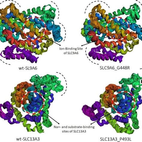 Structural Evolution Of Wild Type And Mutant Proteins Over 300 Ns Md