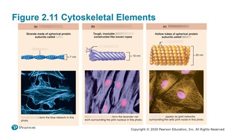 Cytoskeletal Elements Lec 3 Diagram Quizlet