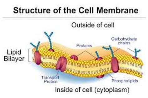 Facts About Cell Membrane Fact File
