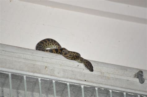 Spotted Python Adventuring In Australia