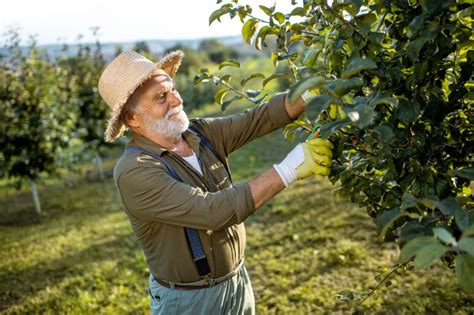 Expert Orchard Pruning For Healthy Growth