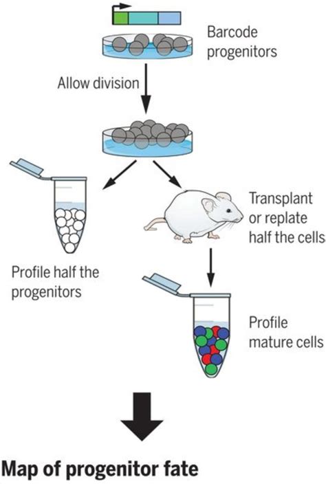 Lineage Tracing Light Up Big Dna