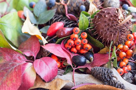 단풍 도토리 마가 목 열매 밤나무와 로즈 힙 성분 가 배경입니다 도토리에 대한 스톡 사진 및 기타 이미지 도토리 0명 가을 Istock