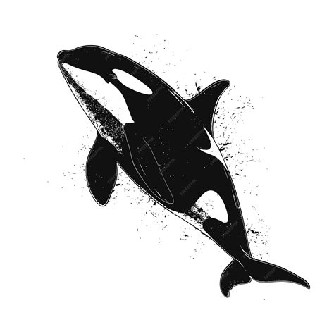 Silueta De La Orca O Ballena Asesina Color Negro Sólo Vector Premium