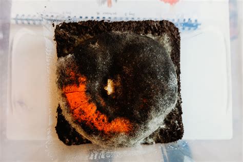 Pumpkin Lifecycle Experiment Forage Create Love