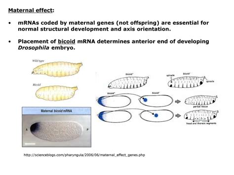 Non Mendelian Inheritance Ppt Download