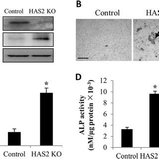 Effect Of HAS Overexpression On Rat VSMC Calcification Rat VSMCs Were Download Scientific