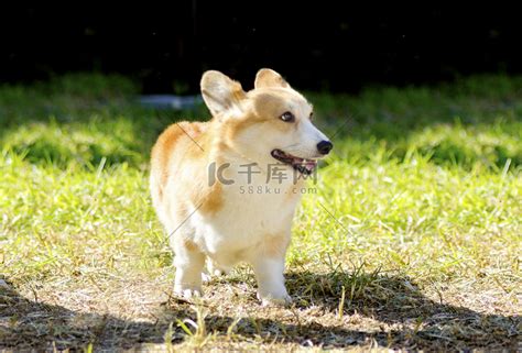 威尔士柯基犬彭布罗克高清摄影大图 千库网