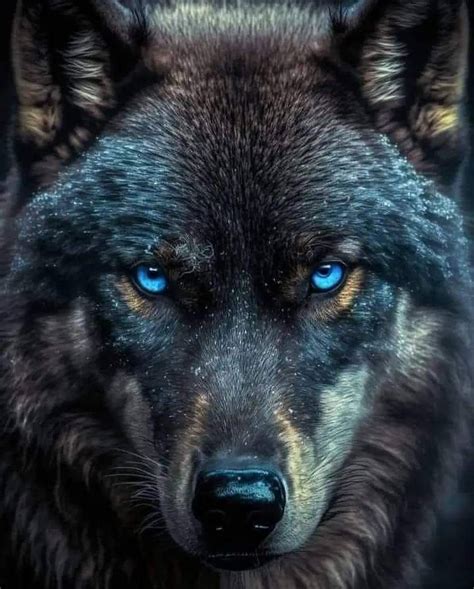 Blue Eyed Black Wolf