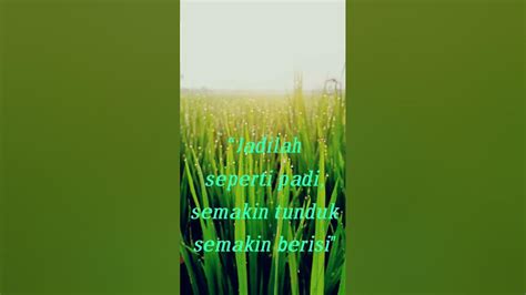 jadilah seperti padi - YouTube